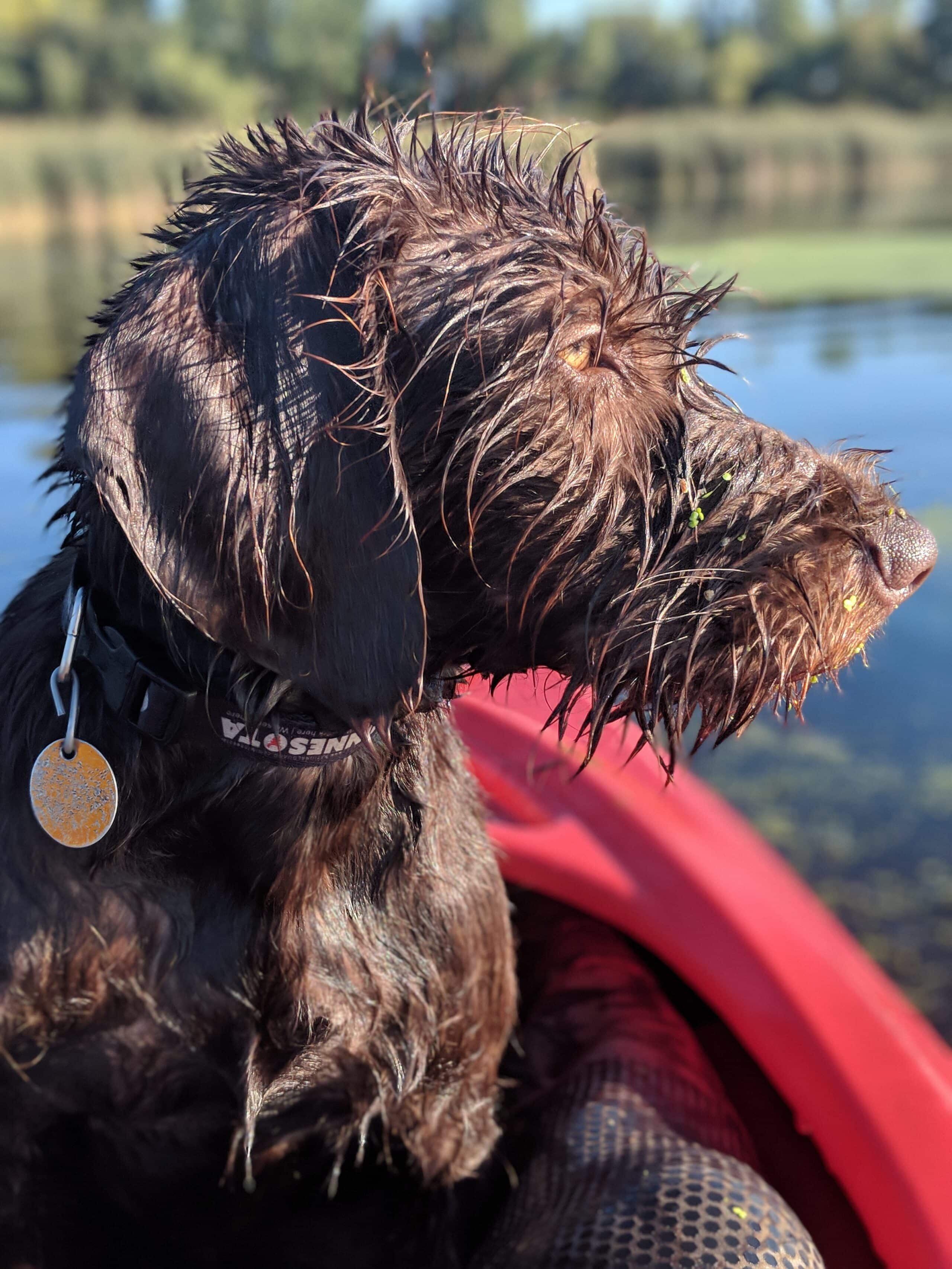 Home Page - Paladin Gundogs